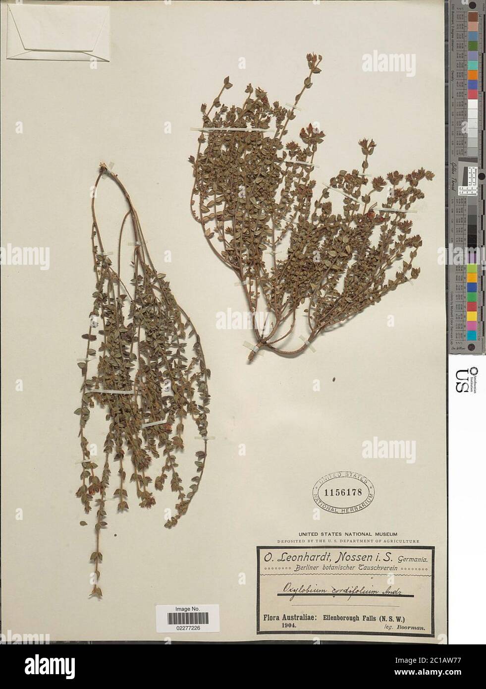 Oxylobium cordifolium hi-res stock photography and images - Alamy