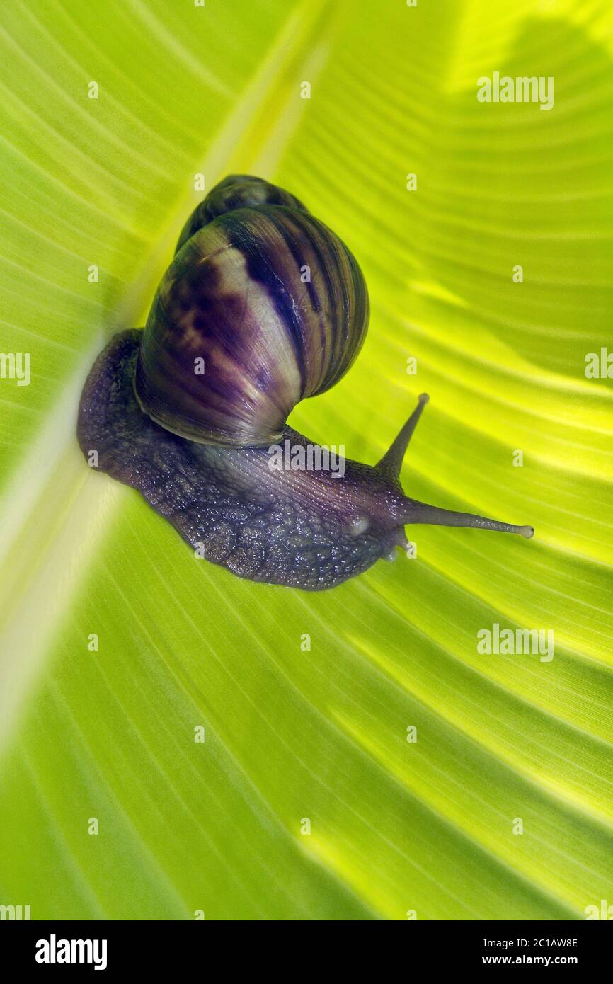 Giant african land snail - Achatina fulica Stock Photo - Alamy