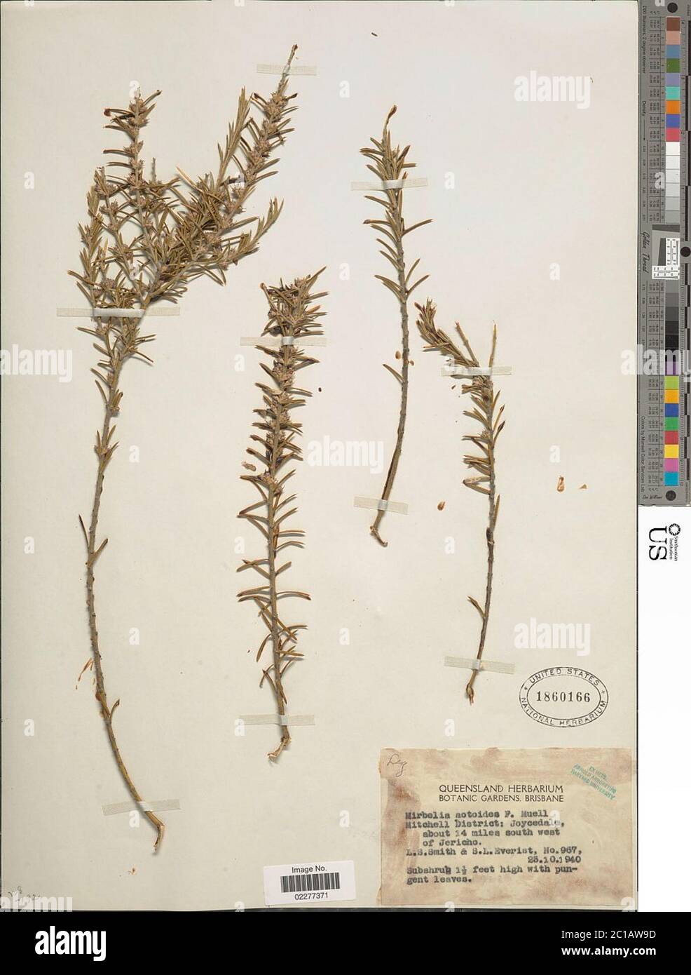 Mirbelia High Resolution Stock Photography and Images - Alamy