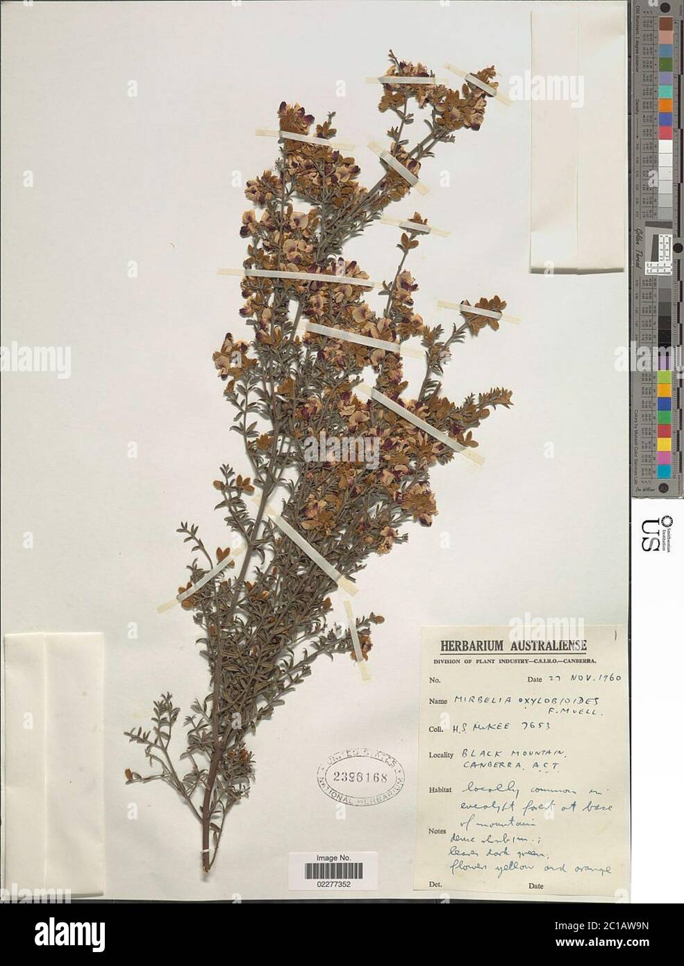 Mirbelia High Resolution Stock Photography and Images - Alamy