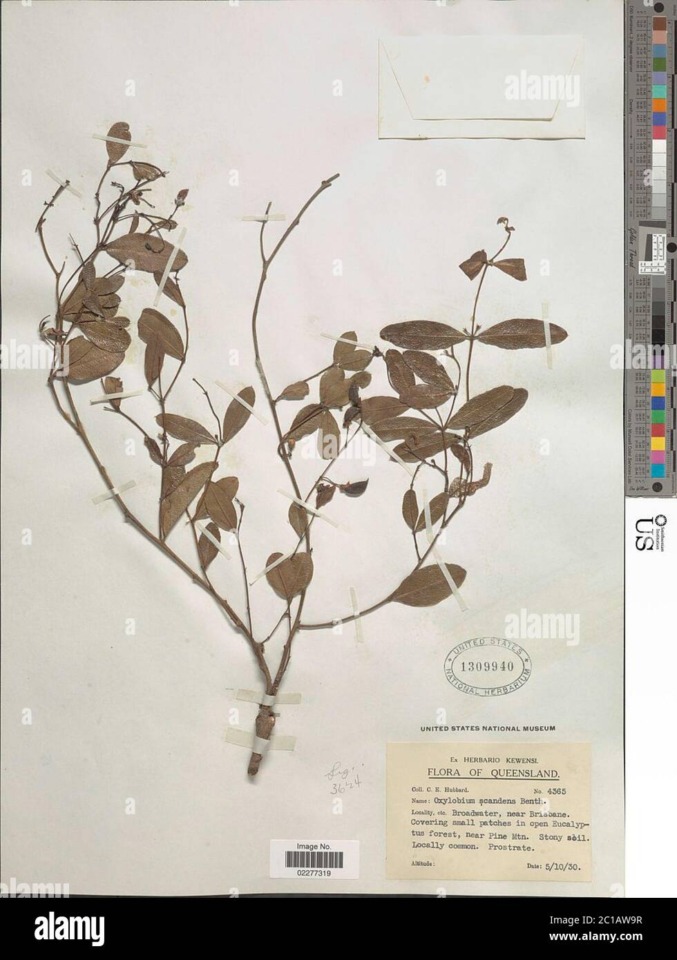 Oxylobium scandens Sm Benth Oxylobium scandens Sm Benth Stock Photo - Alamy