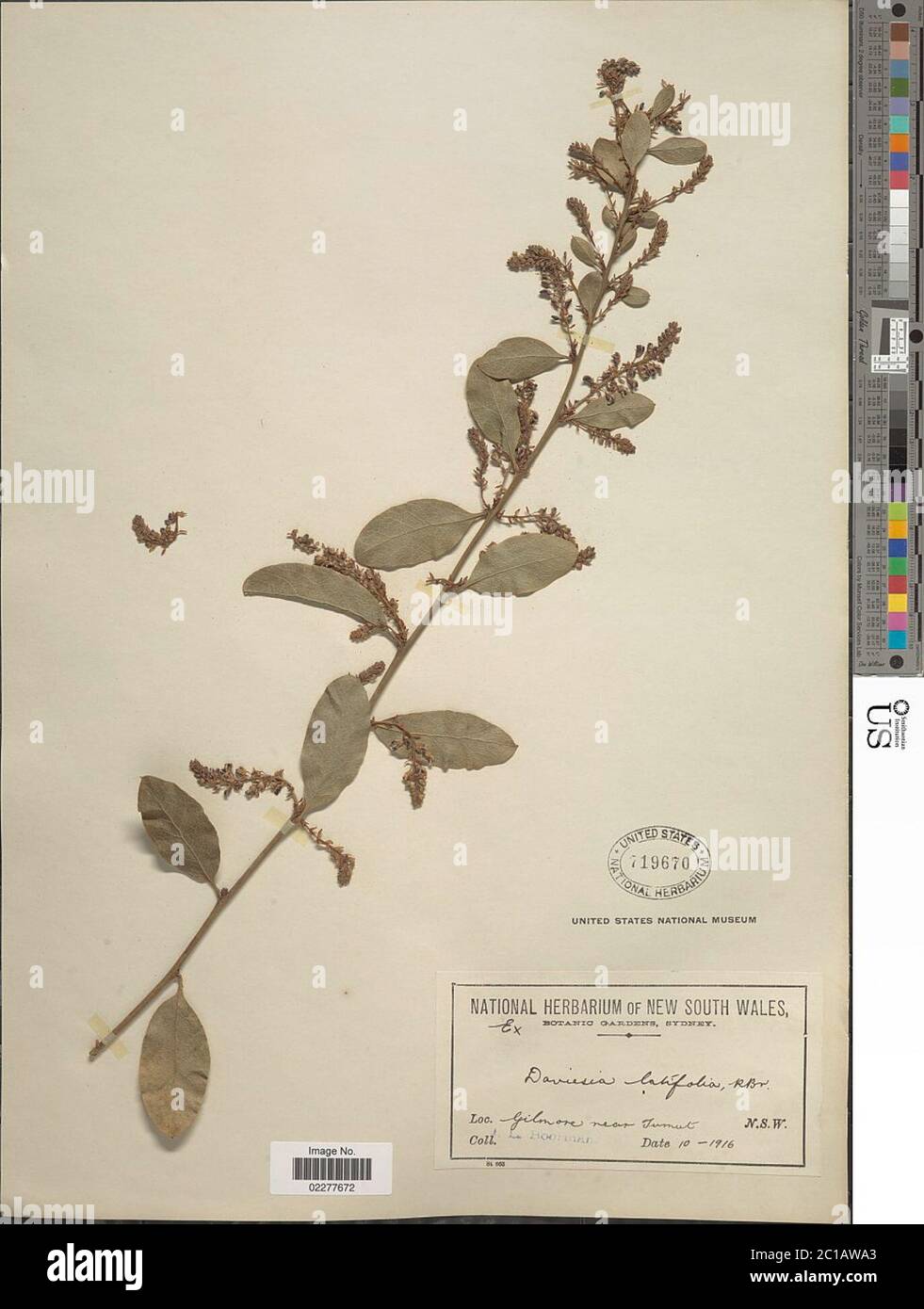 Daviesia latifolia Aiton Daviesia latifolia Aiton Stock Photo - Alamy