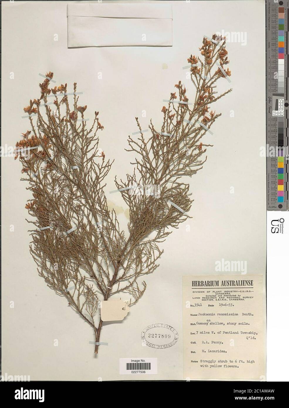 Australian spiny shrub hi-res stock photography and images - Alamy