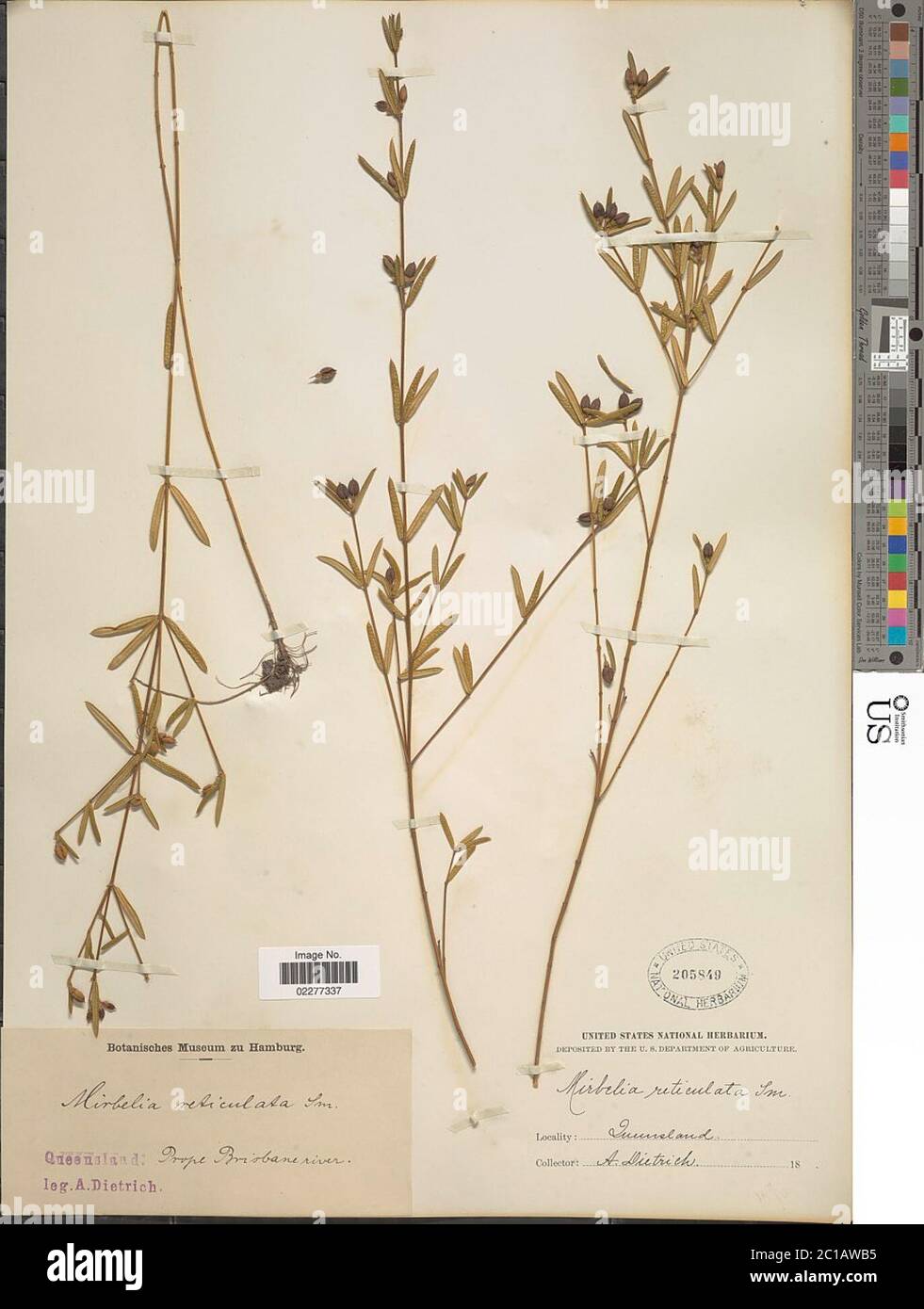 Mirbelia High Resolution Stock Photography and Images - Alamy