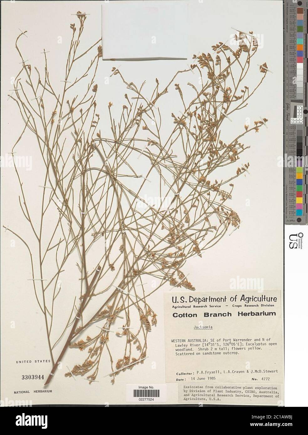 Jacksonia sp Jacksonia sp Stock Photo - Alamy