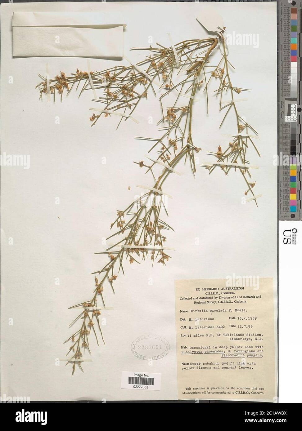 Mirbelia High Resolution Stock Photography and Images - Alamy