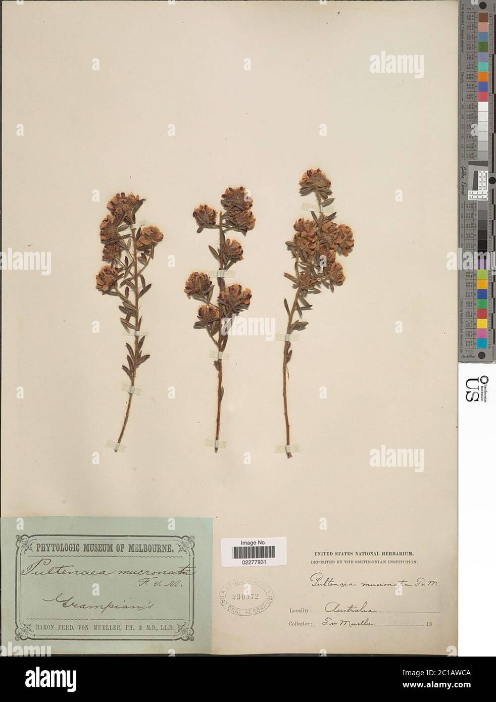 Pultenaea hi-res stock photography and images - Alamy