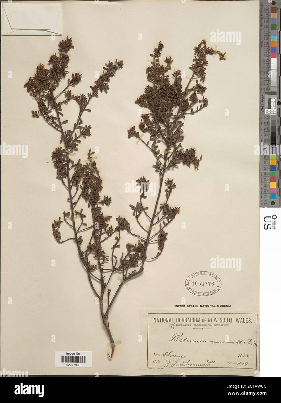 Pultenaea hi-res stock photography and images - Alamy