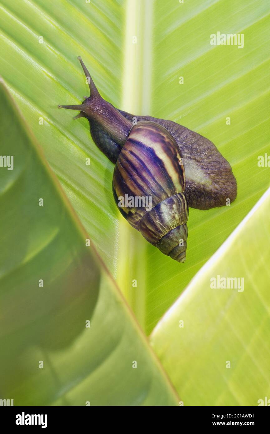 Giant african land snail - Achatina fulica Stock Photo - Alamy