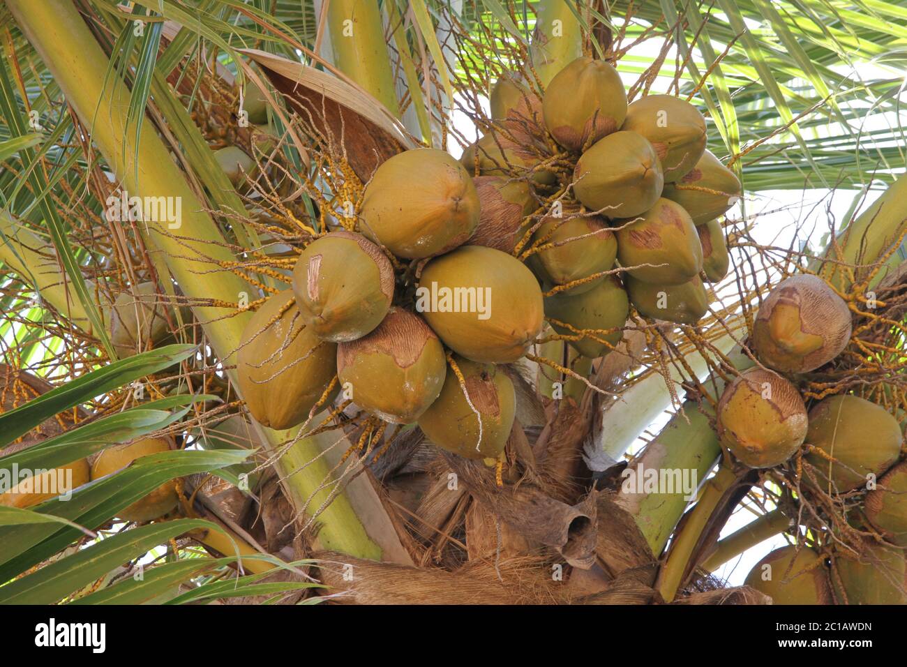 Close-up of coconut palm fruits in tree, 293 on Komba Guest House ...