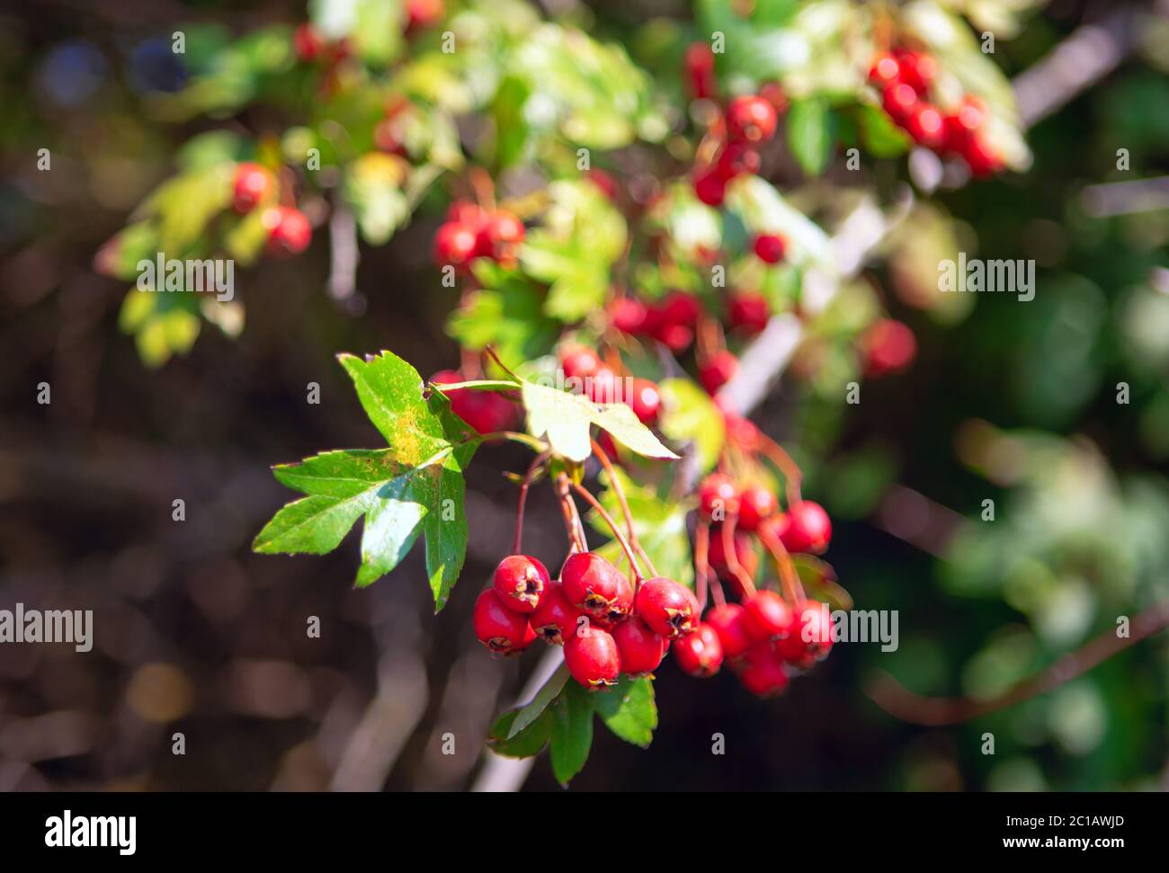 Hawthorn shrub , autumn red berries Stock Photo - Alamy