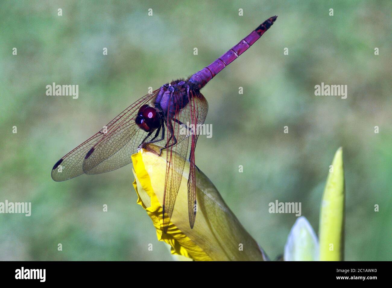Violet dropwing - Trithemis annulata Stock Photo - Alamy