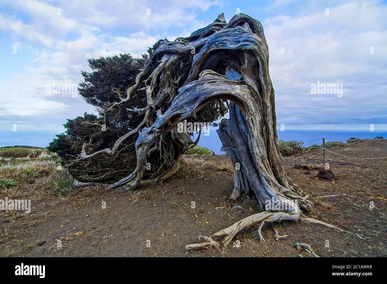 Wind gnarled hi-res stock photography and images - Alamy