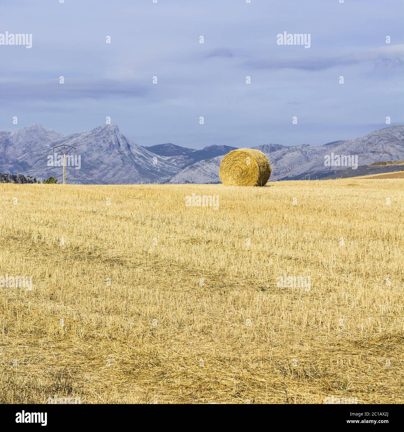 Hay bale on the field Stock Photo - Alamy