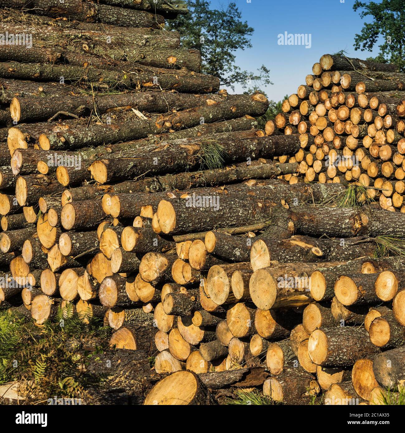 Wood logs in the forest Stock Photo - Alamy