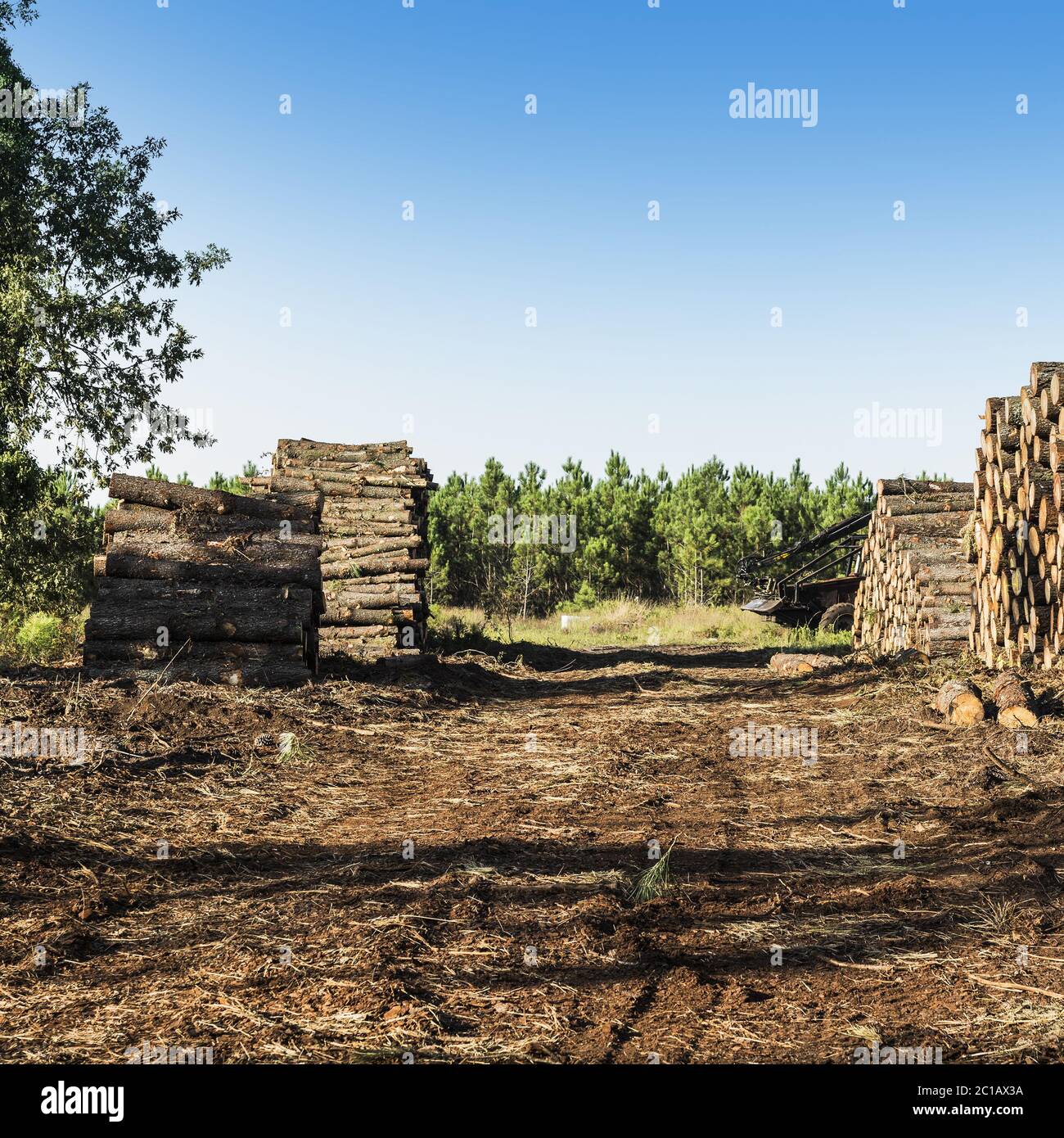 Wood logs in the forest Stock Photo - Alamy