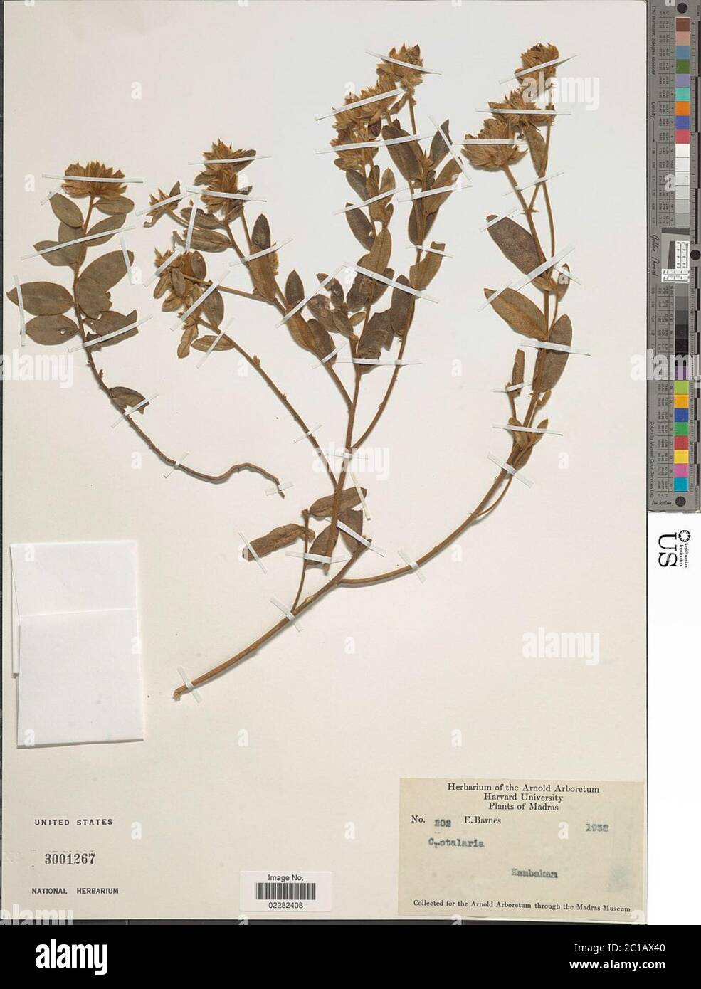 Crotalaria sp Crotalaria sp Stock Photo - Alamy