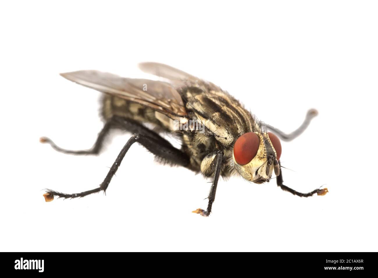 Fly with red eyes isolated on a white background Stock Photo - Alamy