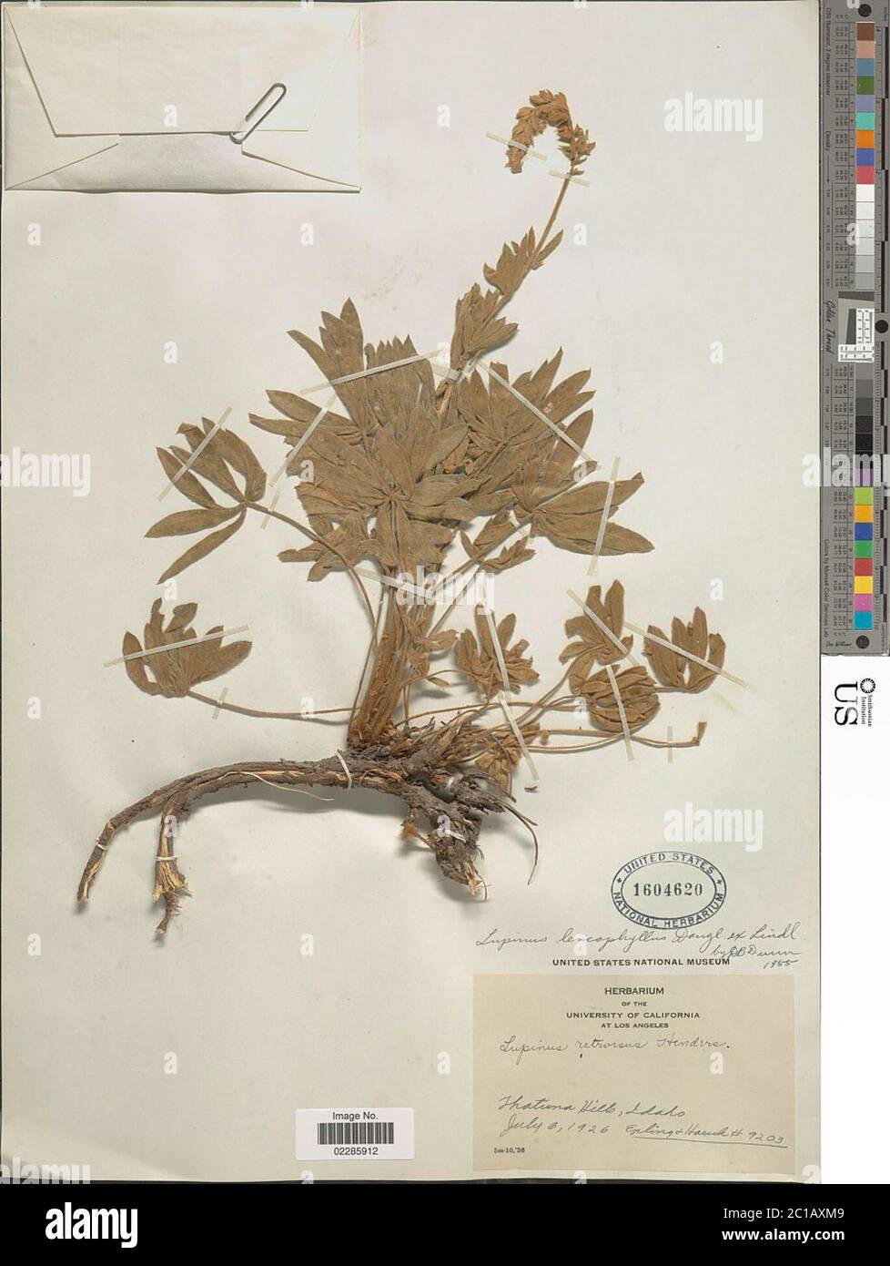 Lupinus leucophyllus hi-res stock photography and images - Alamy