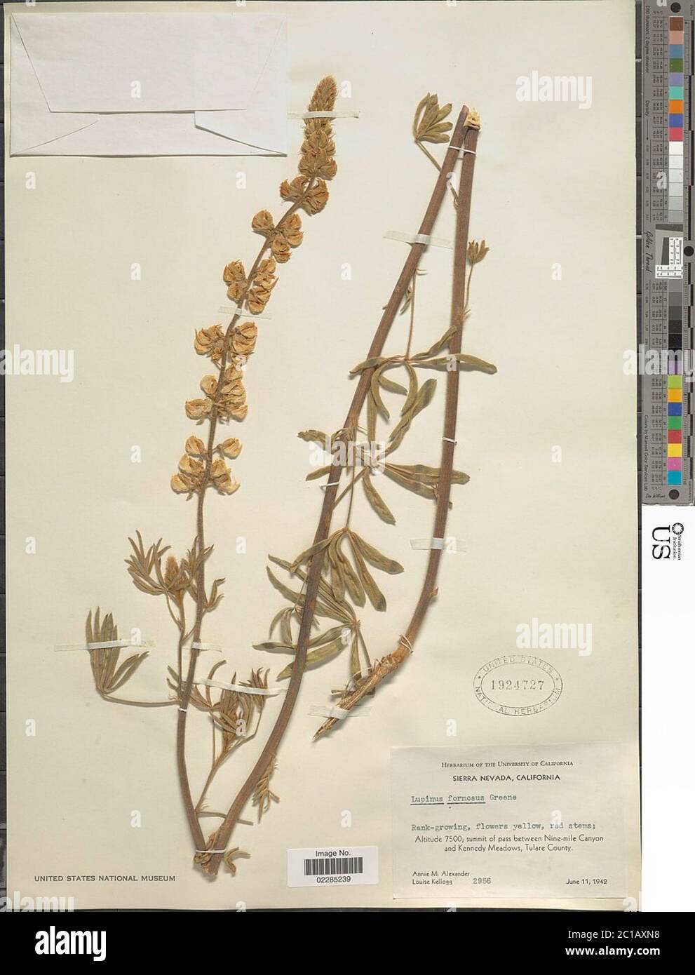 Lupinus formosus Greene Lupinus formosus Greene Stock Photo - Alamy