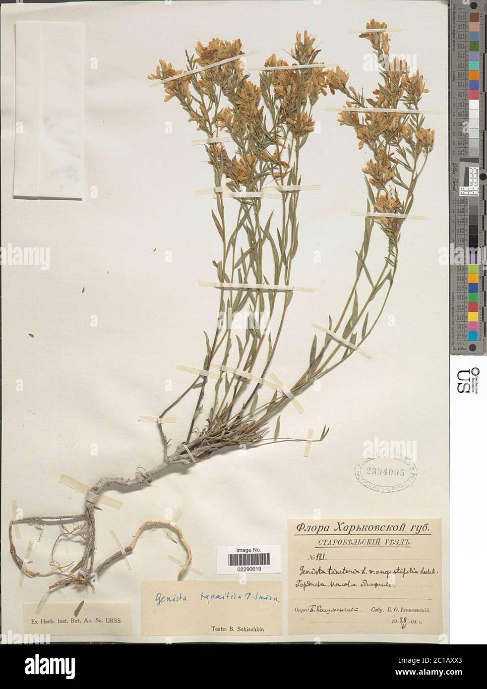 Genista tanaitica PA Smirn Genista tanaitica PA Smirn Stock Photo - Alamy