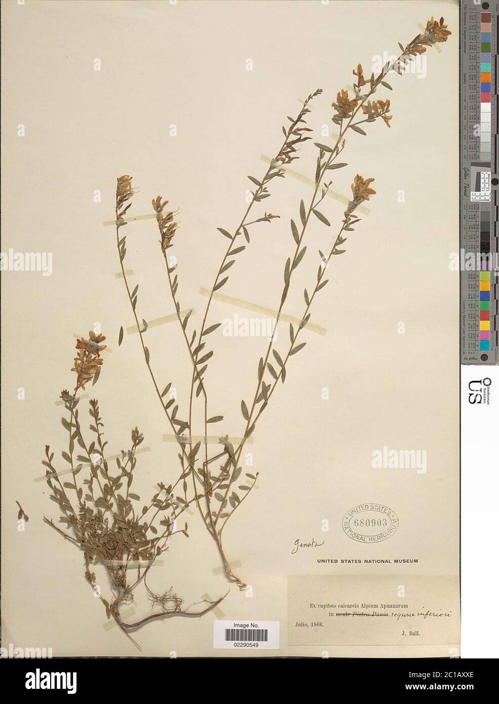 Genista sp Genista sp Stock Photo - Alamy