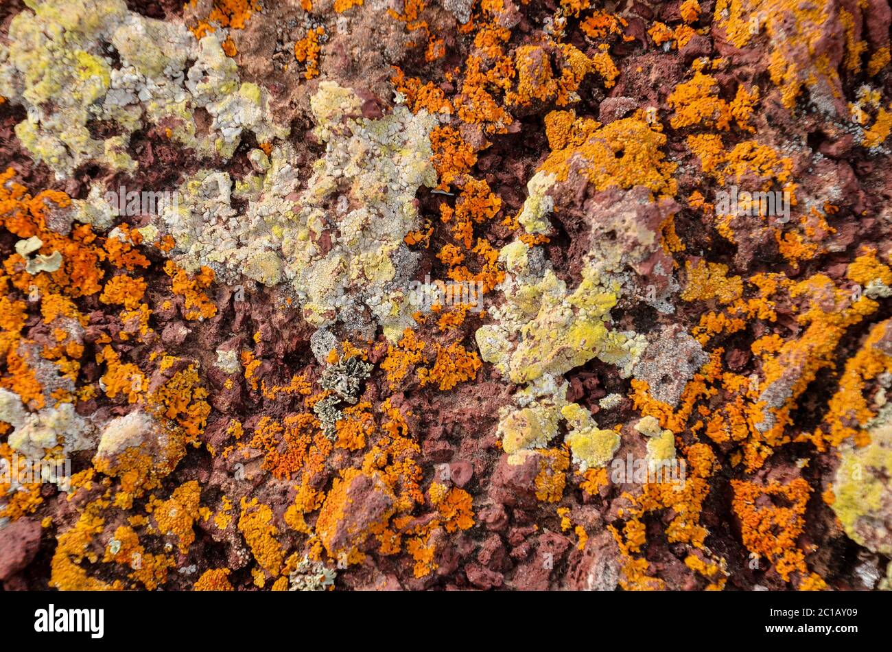 Lichen texture hi-res stock photography and images - Alamy