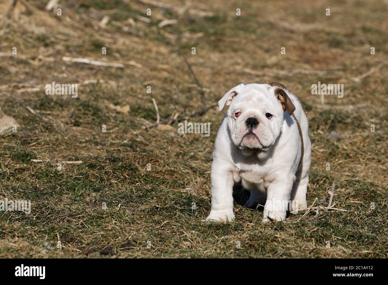 How Fast Can A Bulldog Run