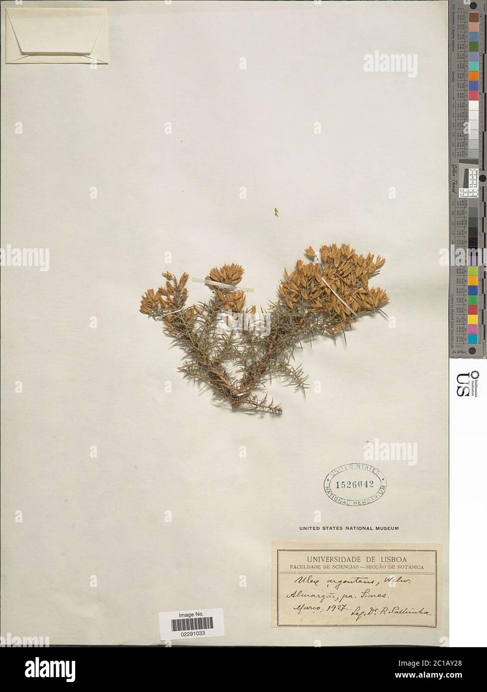 Ulex argenteus Webb Ulex argenteus Webb Stock Photo - Alamy