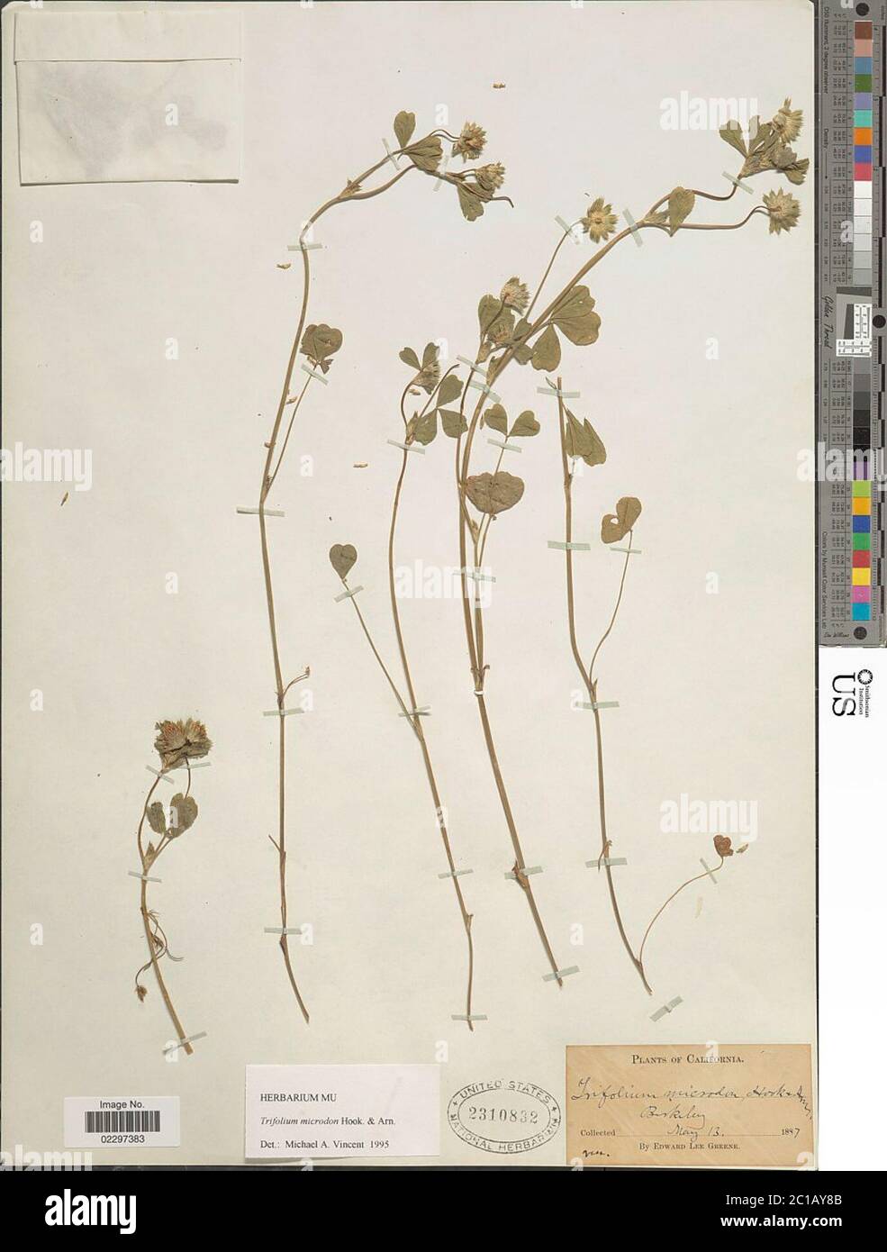 Trifolium microdon Hook Arn Trifolium microdon Hook Arn Stock Photo - Alamy