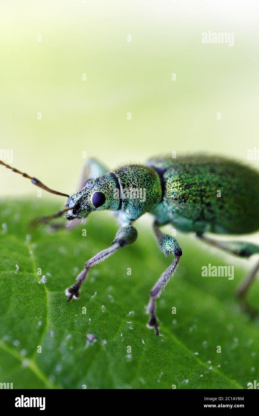 Phyllobius sp hi-res stock photography and images - Alamy