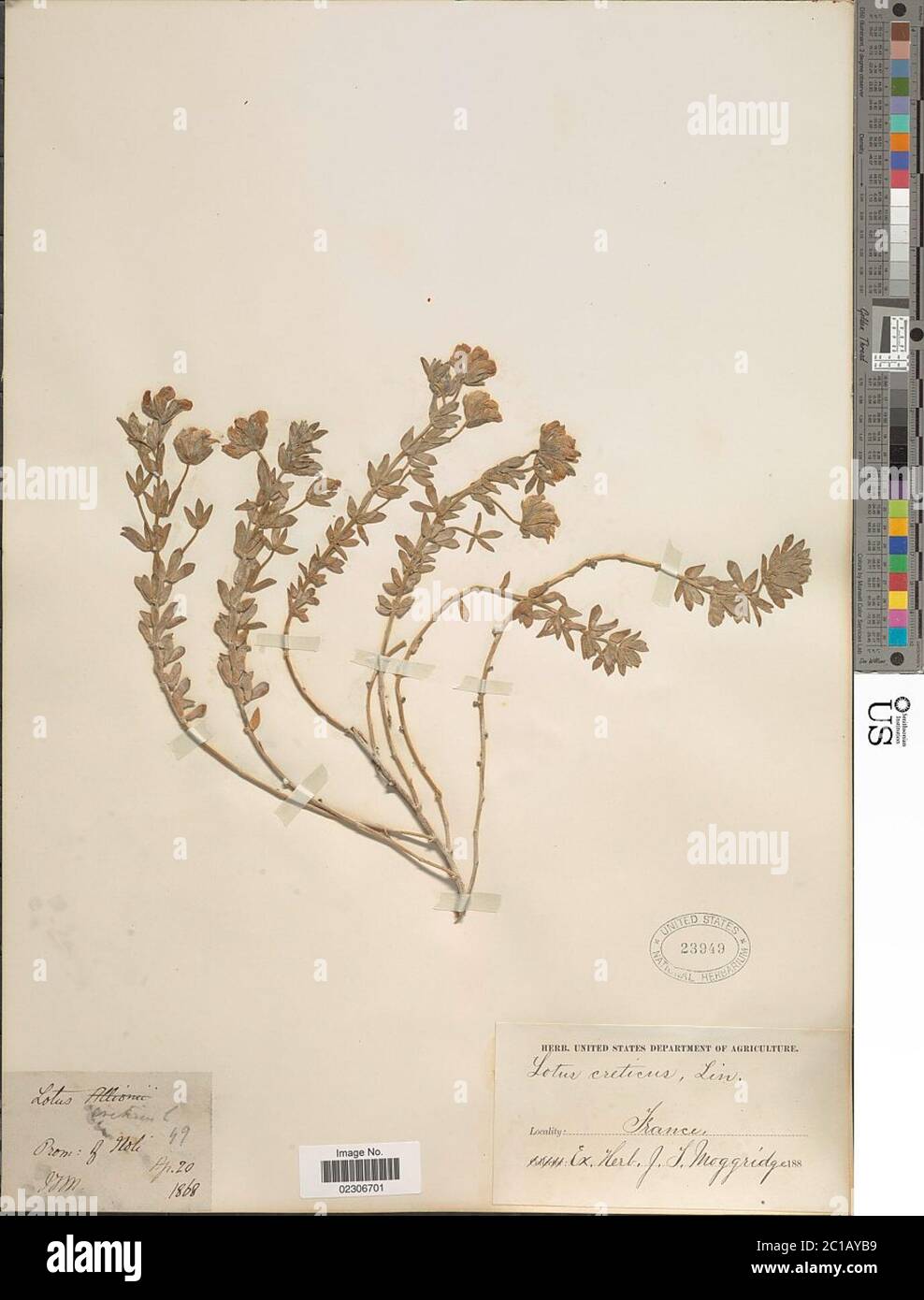 Lotus creticus hi-res stock photography and images - Alamy