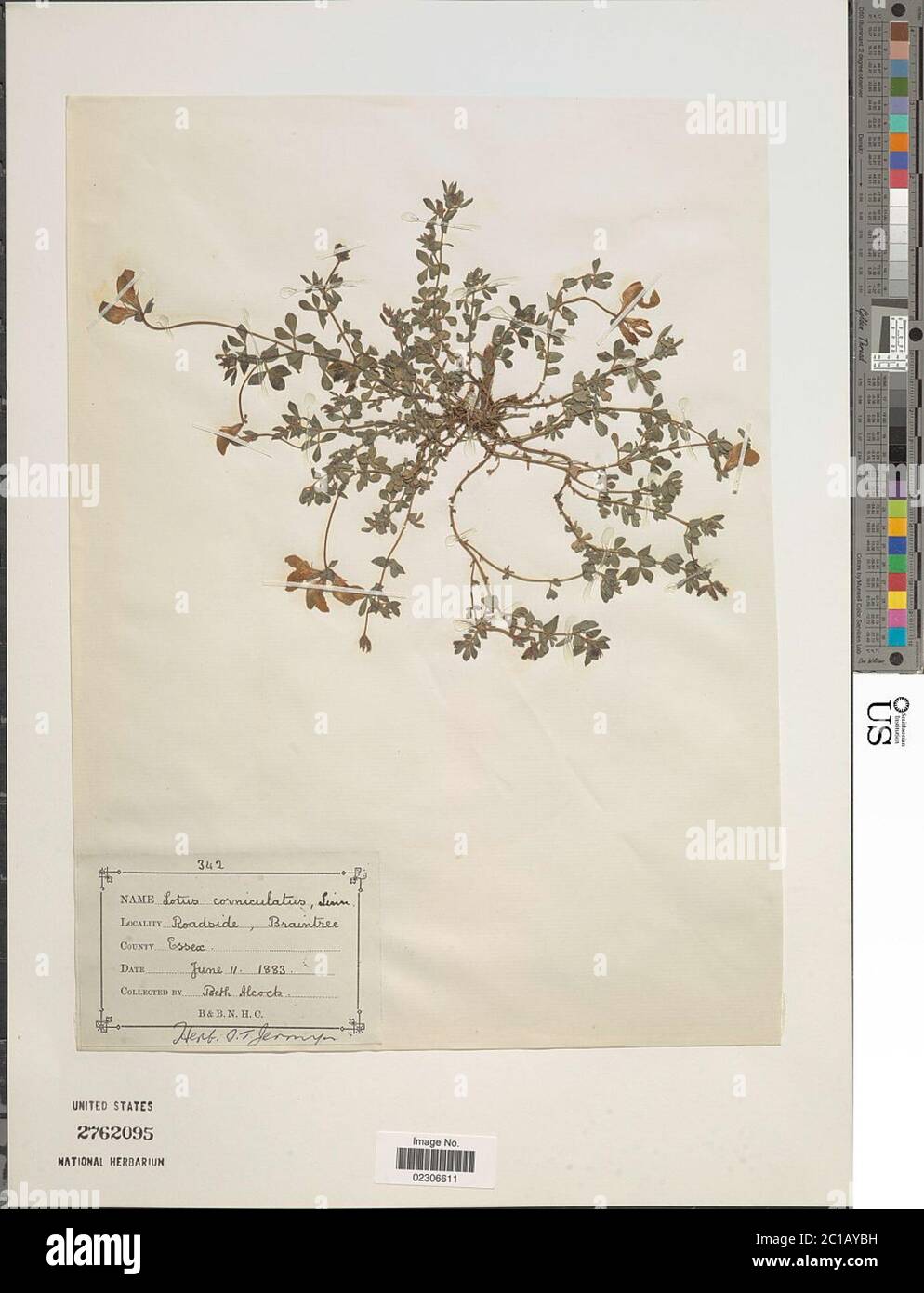 L corniculatus hi-res stock photography and images - Alamy