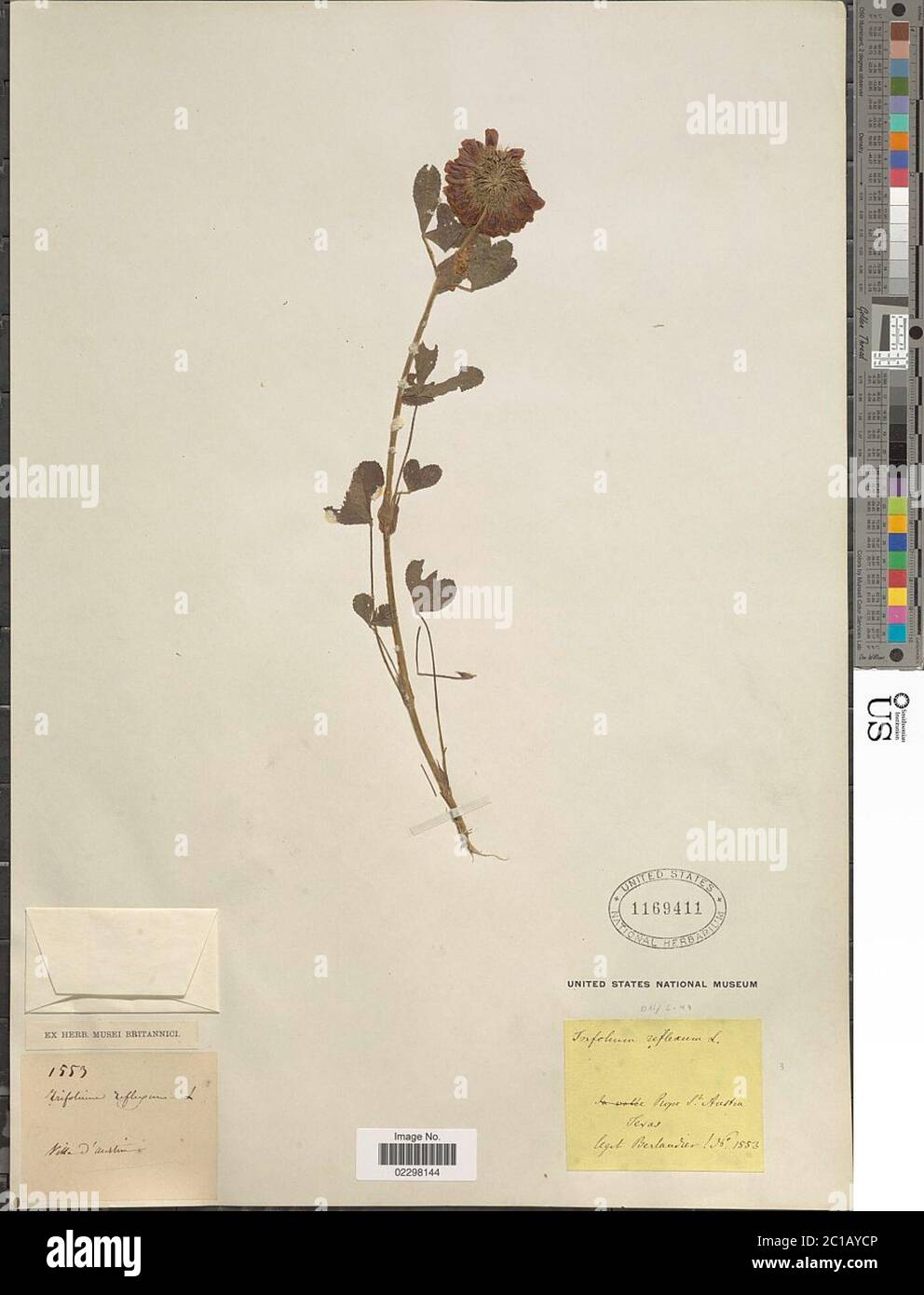 Trifolium reflexum L Trifolium reflexum L Stock Photo - Alamy