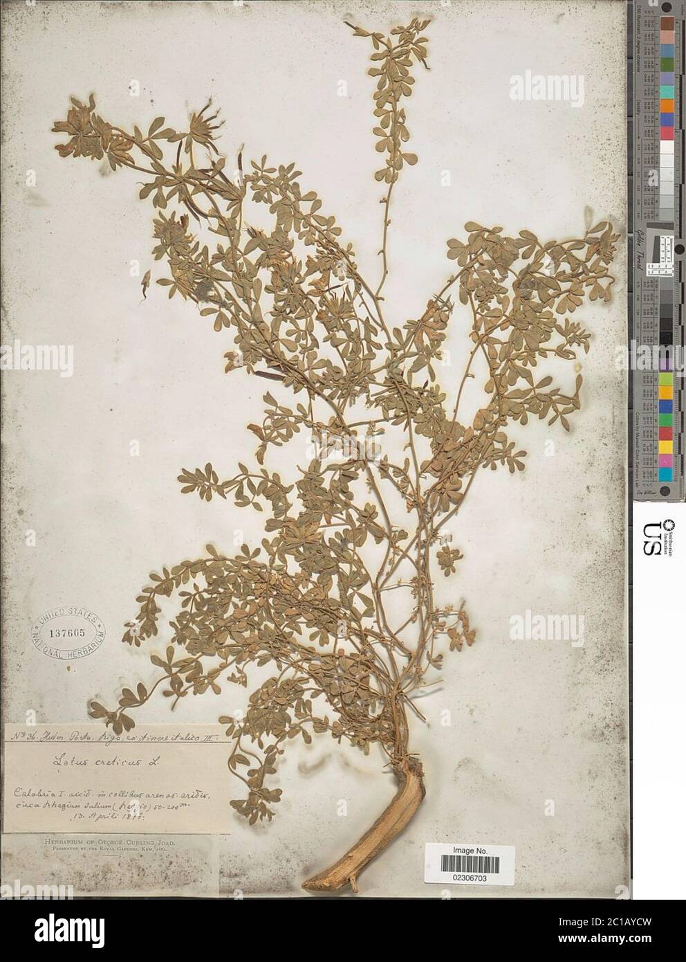 Lotus creticus hi-res stock photography and images - Alamy