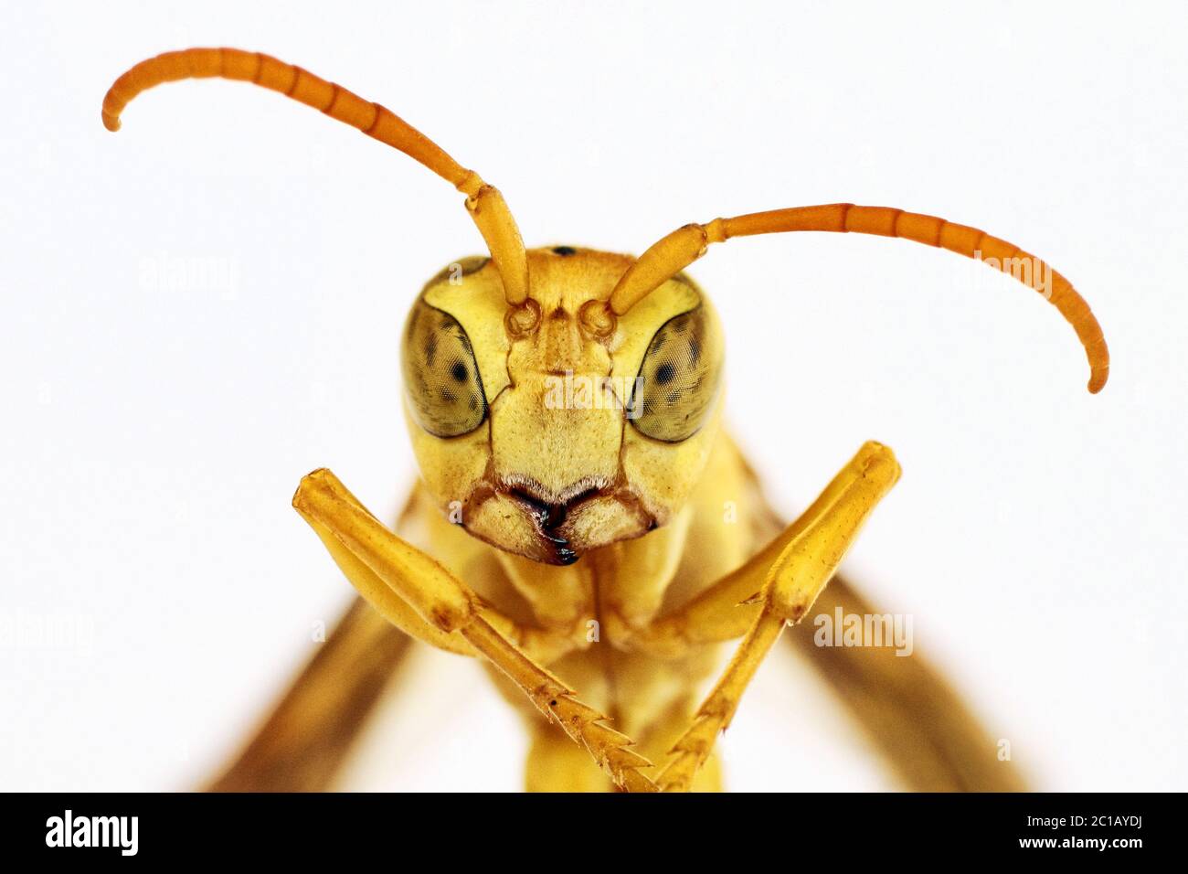 Indian paper wasp - Polistes hebraeus Stock Photo - Alamy