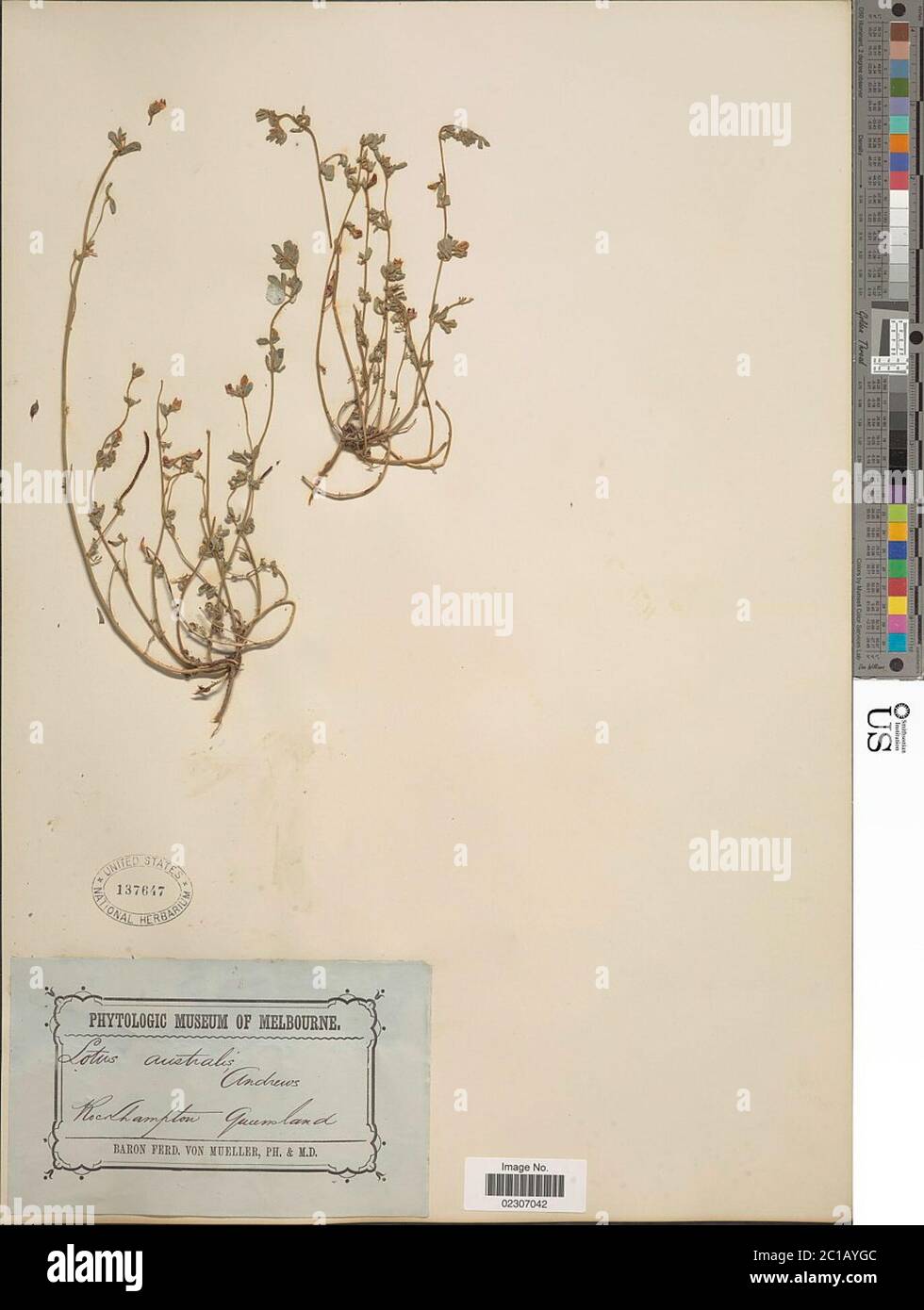 Lotus australis Andrews Lotus australis Andrews Stock Photo - Alamy