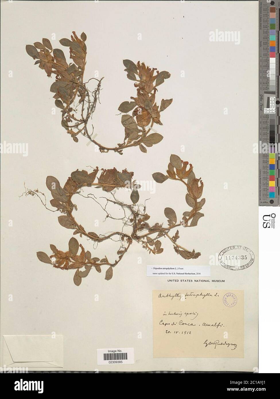 Tetraphyllum hi-res stock photography and images - Alamy