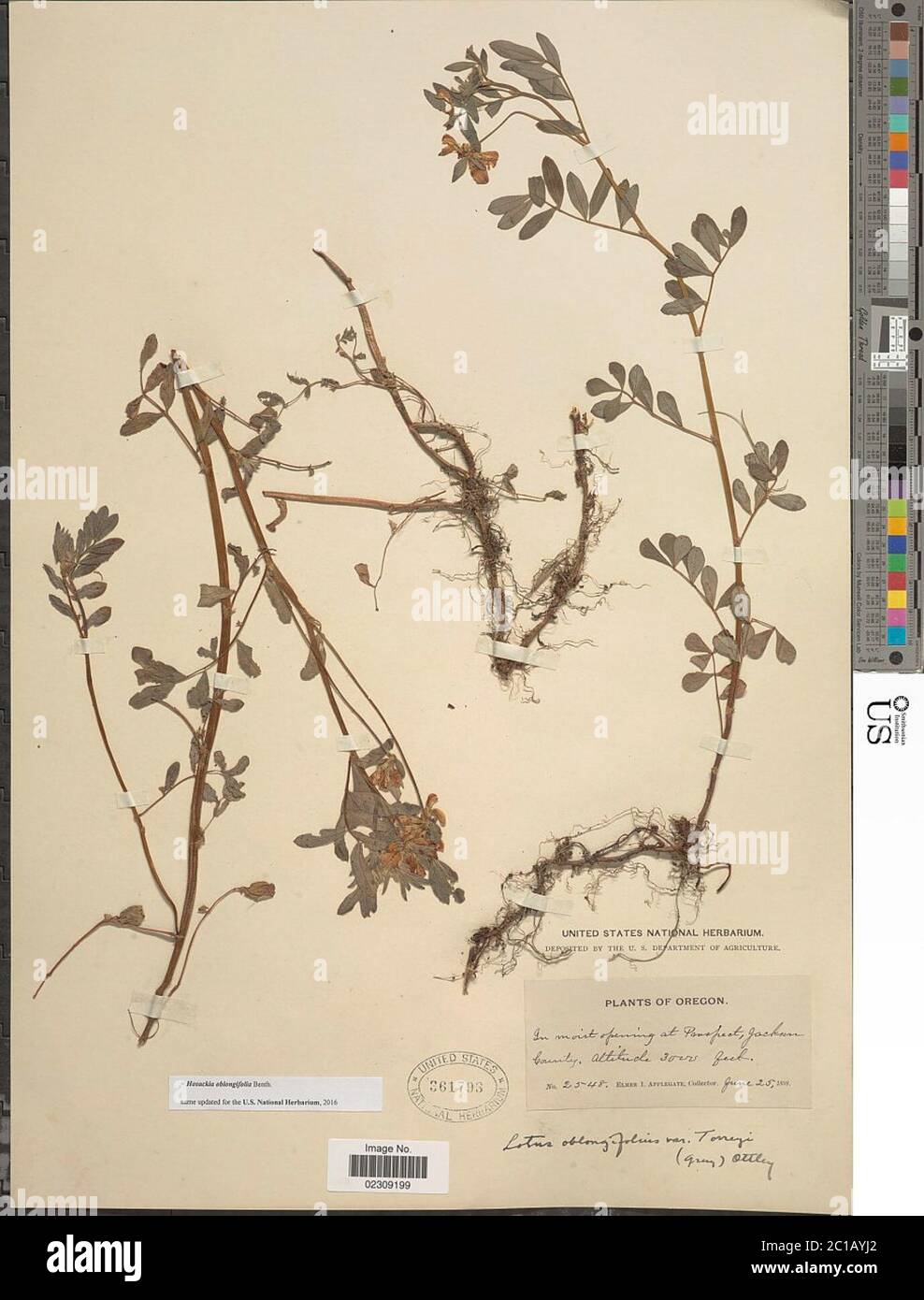 Hosackia oblongifolia Benth Hosackia oblongifolia Benth Stock Photo - Alamy