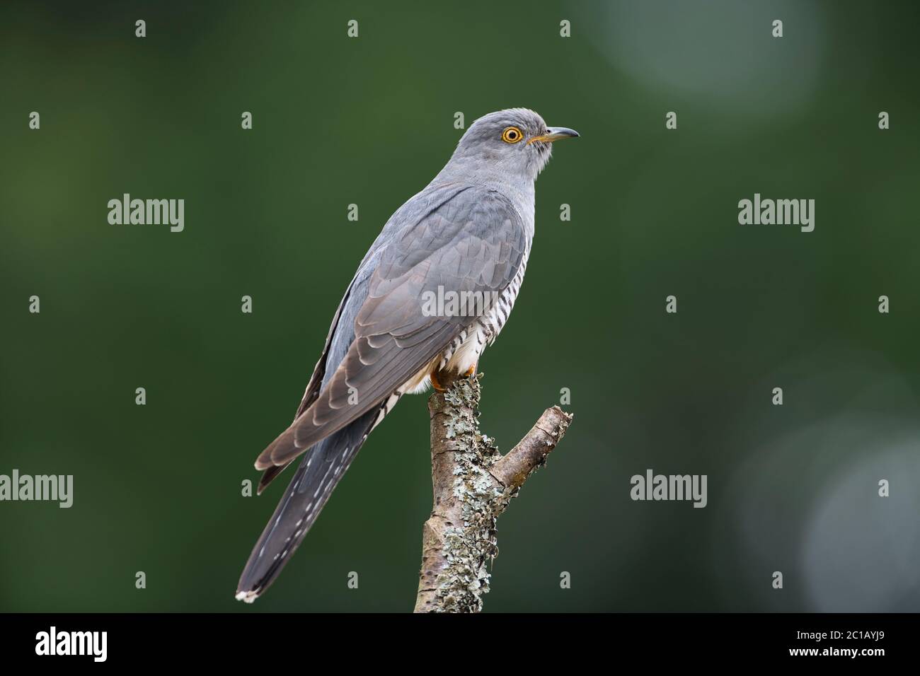 Male common cuckoo (Cuculus canorus Stock Photo - Alamy