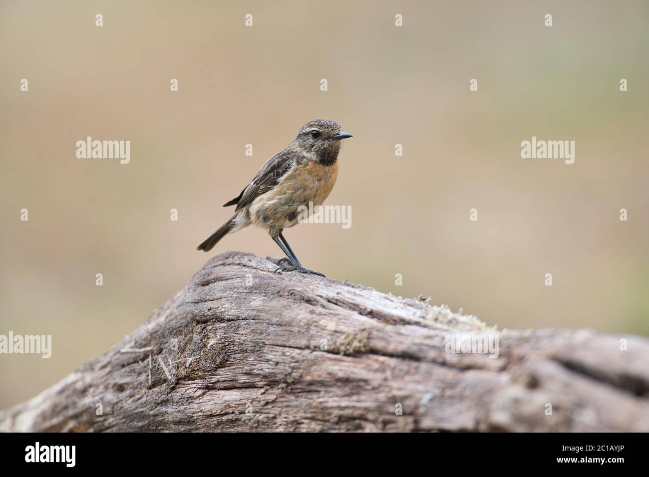 Female common stonechat hi-res stock photography and images - Alamy