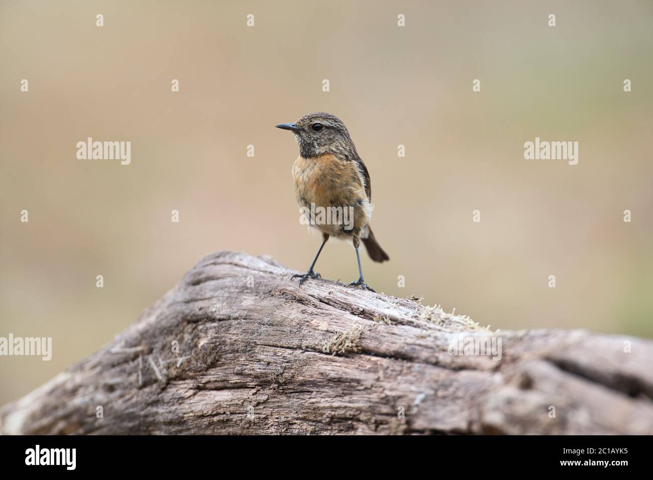 Female common stonechat hi-res stock photography and images - Alamy