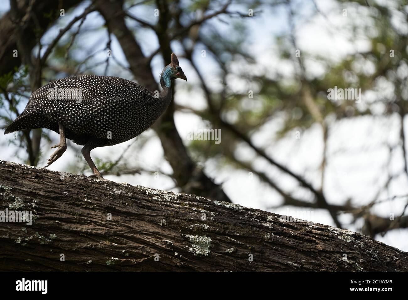 Helmeted guineafowl Couple Kenya Numida meleagris Numididae Numida ...