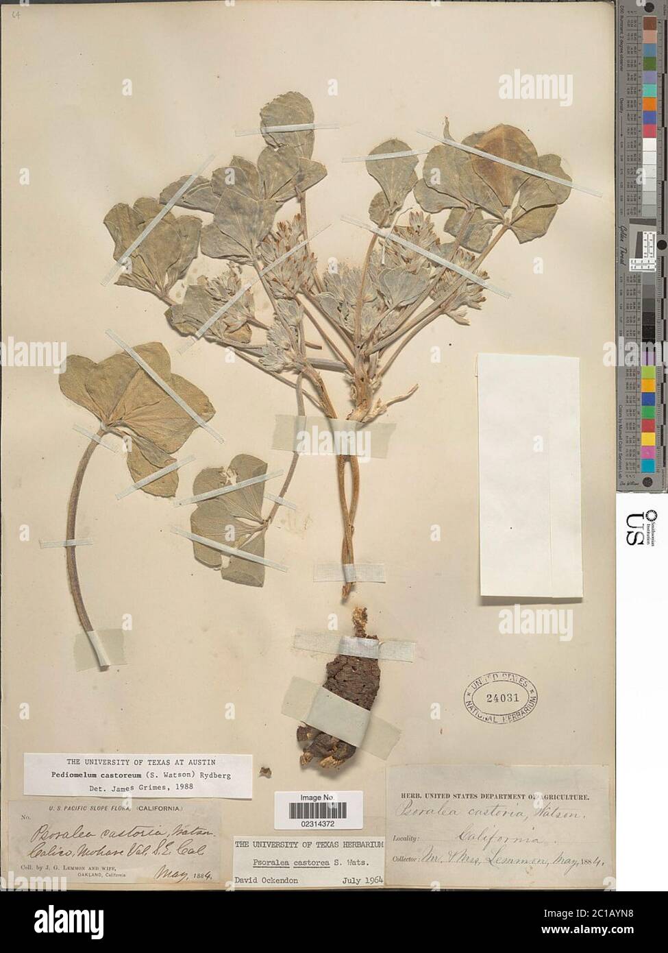 Castoreum hi-res stock photography and images - Alamy