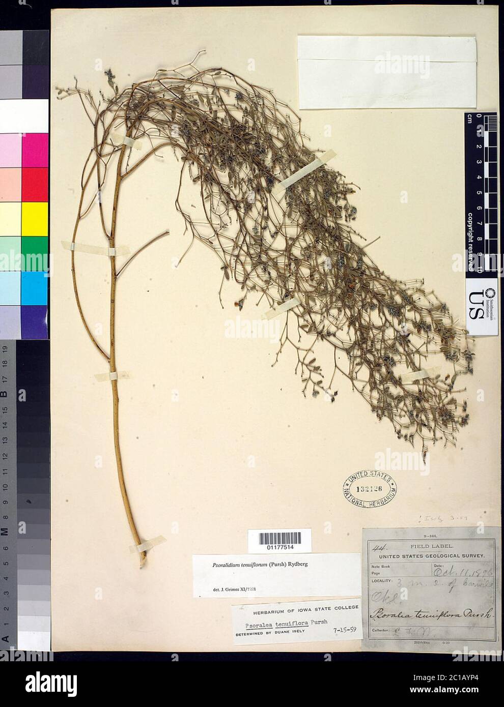 Psoralidium tenuiflorum hi-res stock photography and images - Alamy