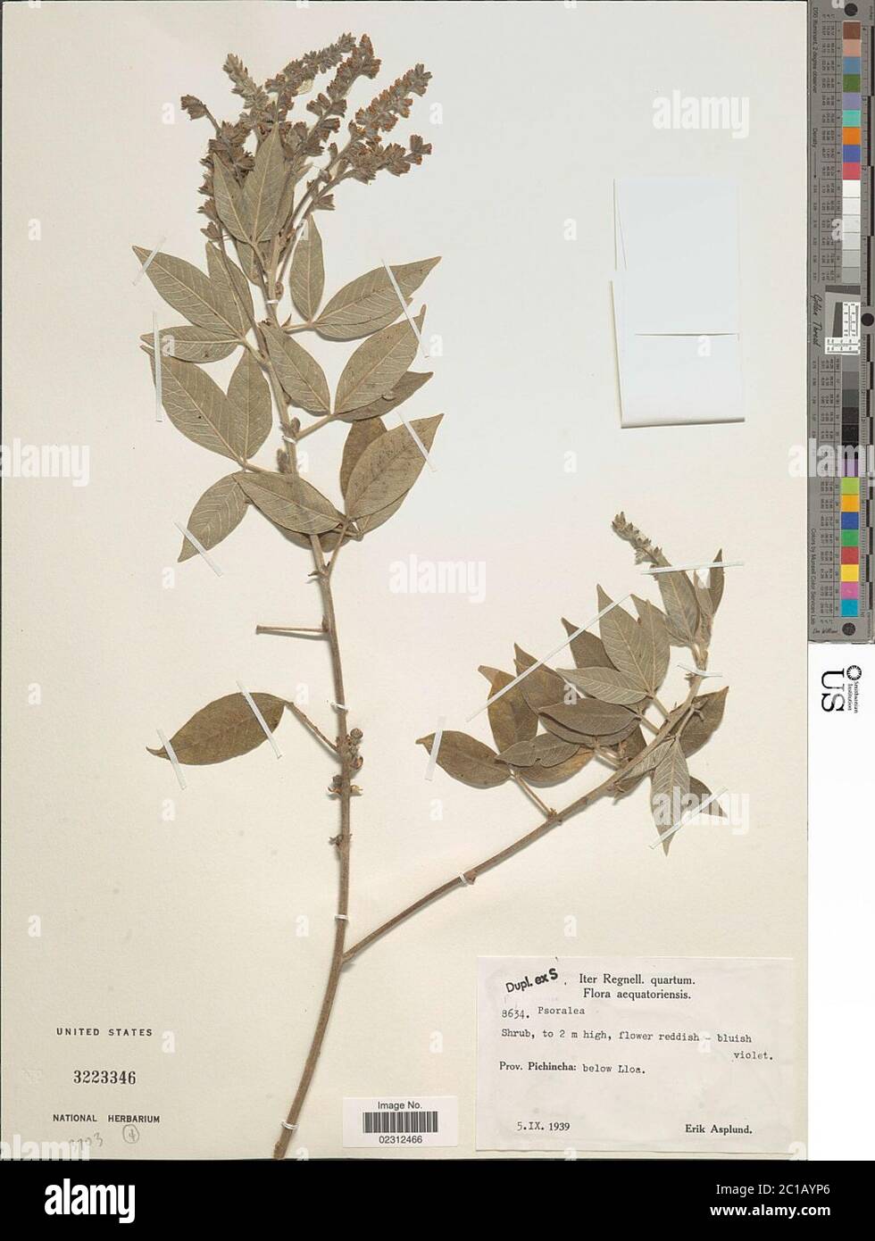 Psoralea sp Psoralea sp Stock Photo - Alamy