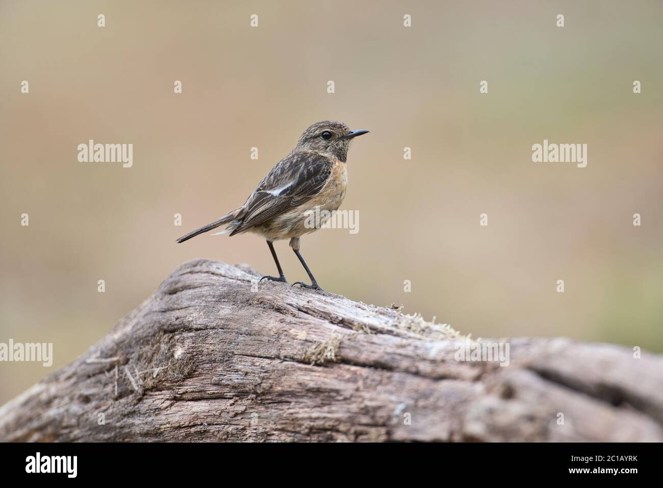 Female stonechat (Saxicola torquatus Stock Photo - Alamy