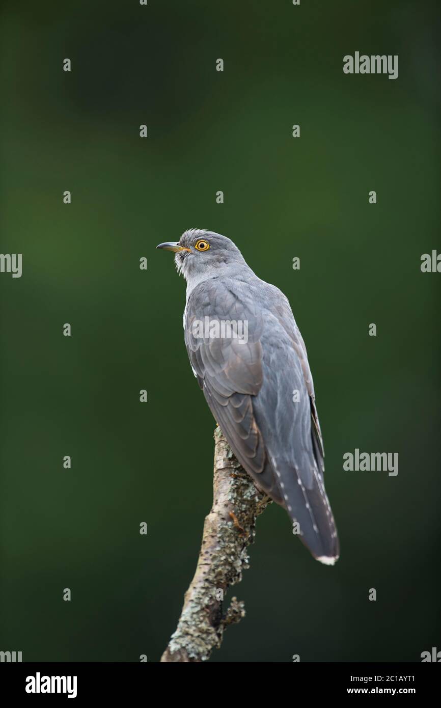 Male common cuckoo (Cuculus canorus Stock Photo - Alamy