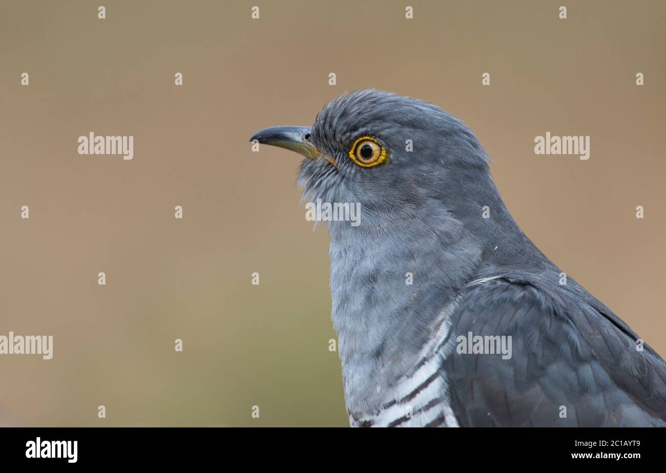 Male common cuckoo (Cuculus canorus) head and shoulders Stock Photo - Alamy