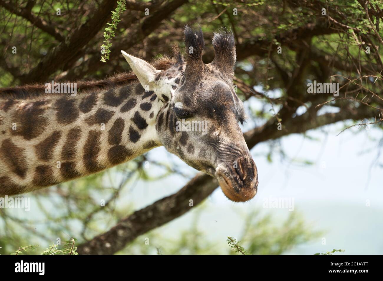 Giraffe Africa Giraffa Safari Big Five Africa Stock Photo - Alamy